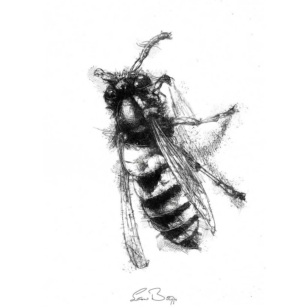 Wasp sketch | SeanBriggs