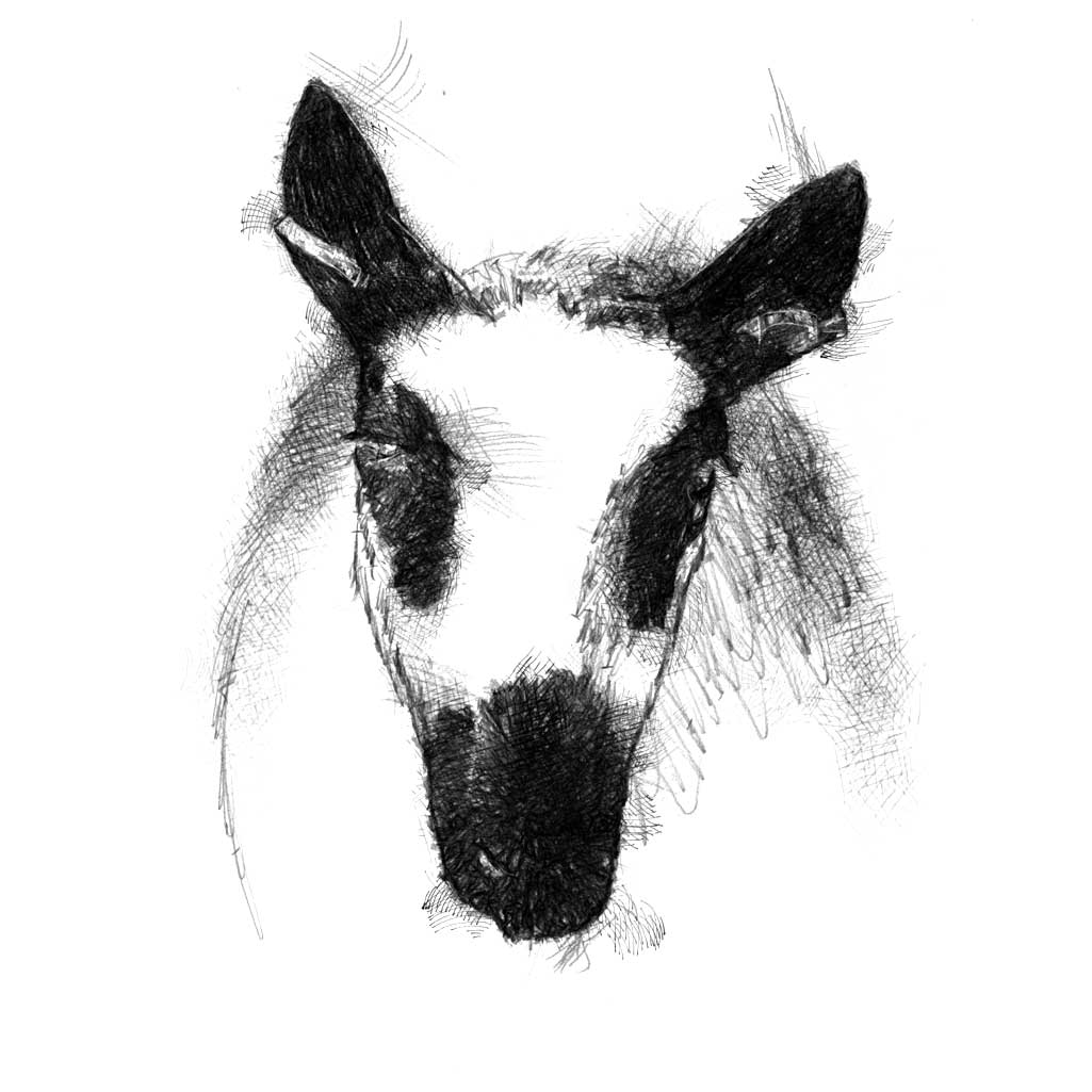 Original Chios sheep sketch | SeanBriggs