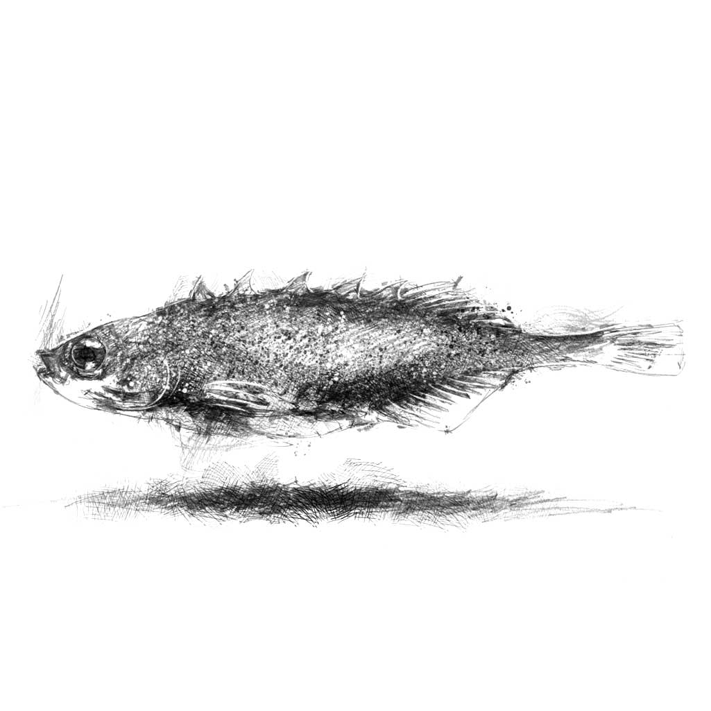 Original stickleback fish sketch | SeanBriggs
