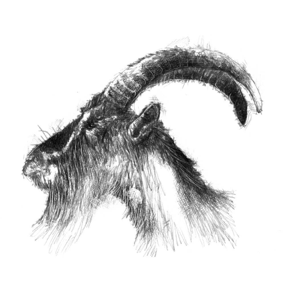 Original Goat sketch | SeanBriggs