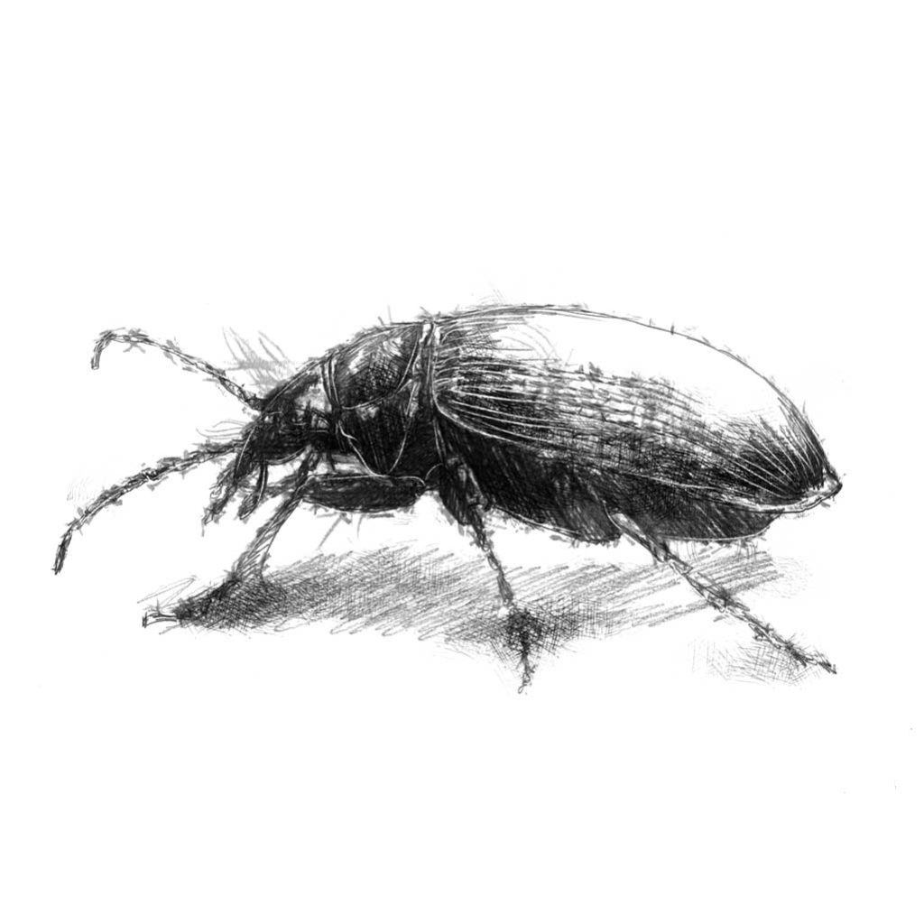 Original weevil beetle sketch | SeanBriggs