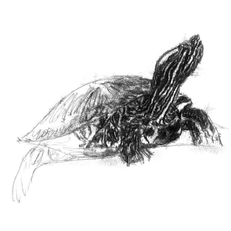 Common frog | SeanBriggs