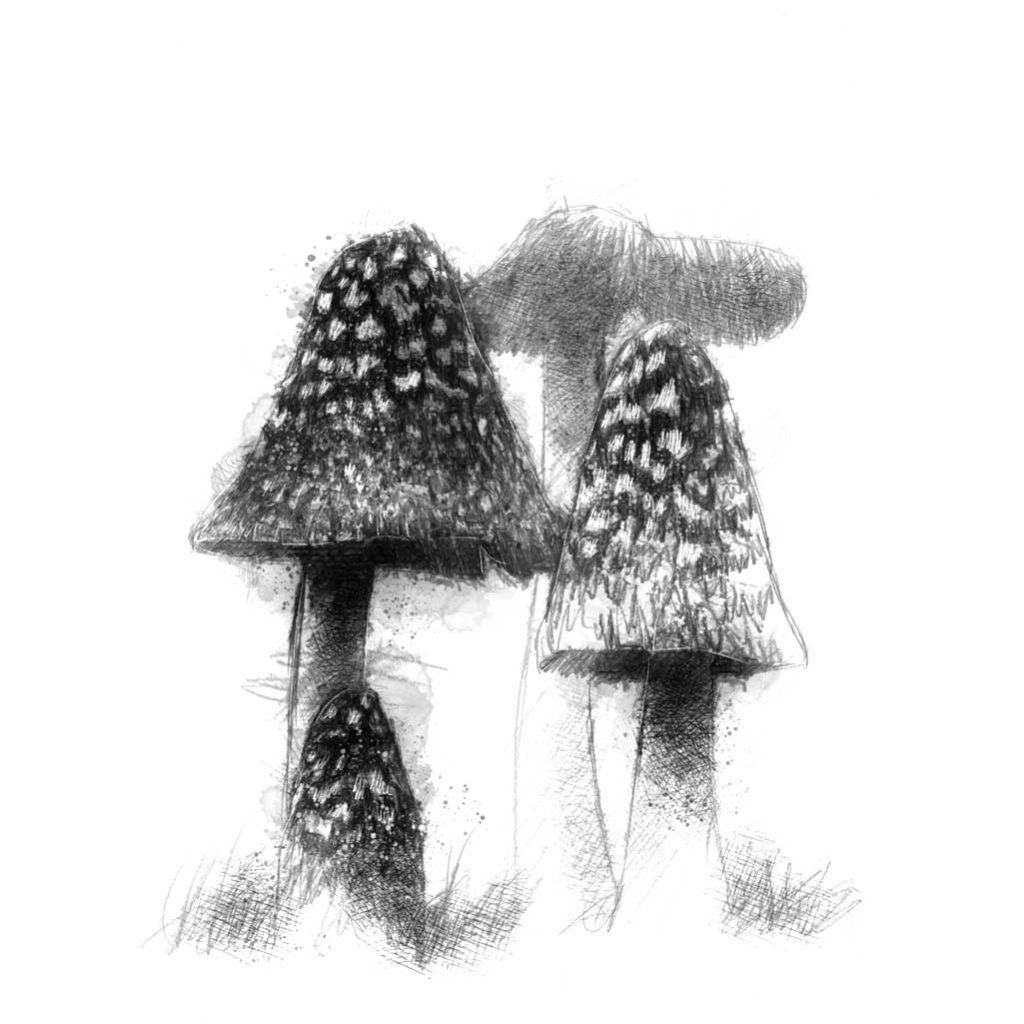 Original Toadstools sketch | SeanBriggs