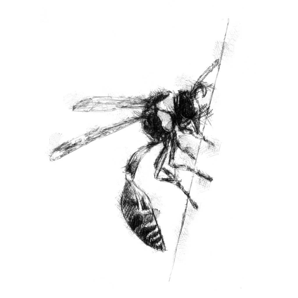 Original Hornet sketch | SeanBriggs