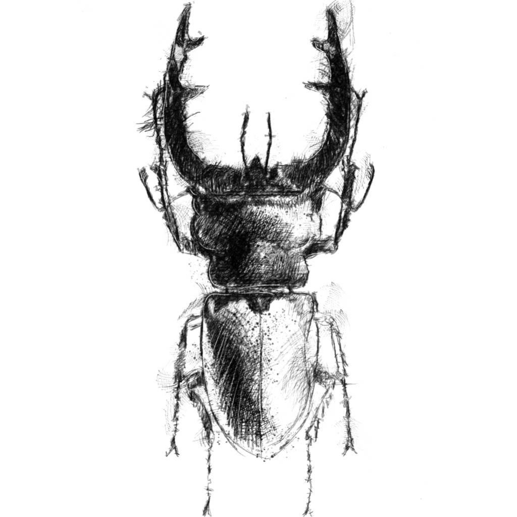 Original Stag beetle sketch | SeanBriggs