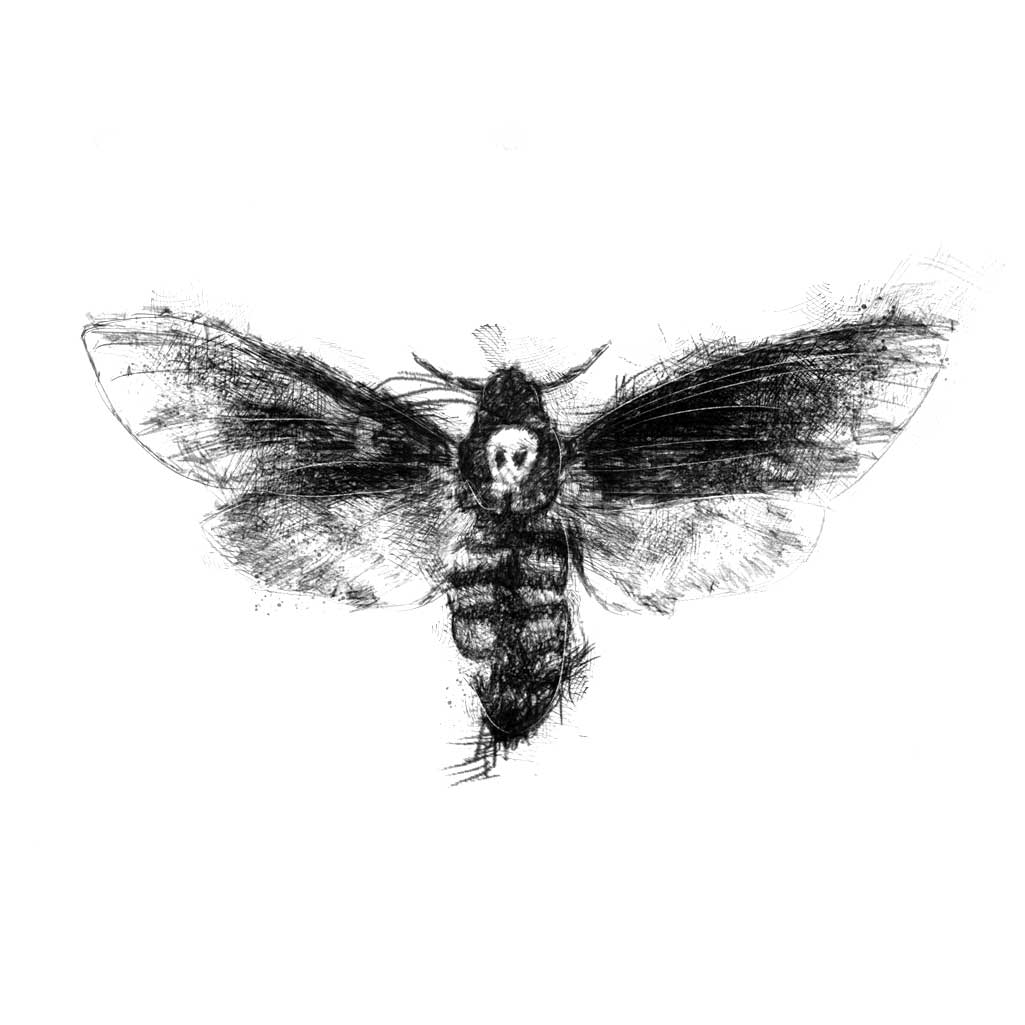 Original Deaths head moth sketch | SeanBriggs