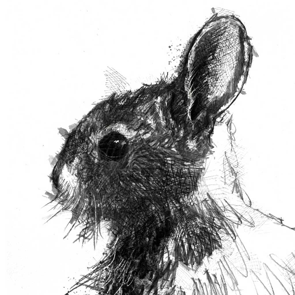 Rabbit sketch | SeanBriggs