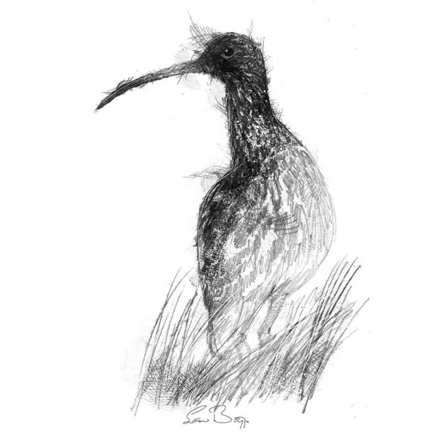 Original curlew sketch | SeanBriggs