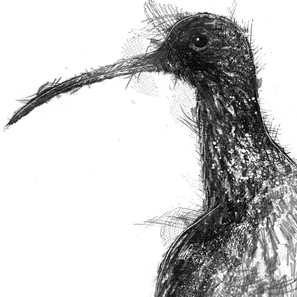 Original curlew sketch | SeanBriggs