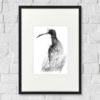 Original curlew sketch | SeanBriggs
