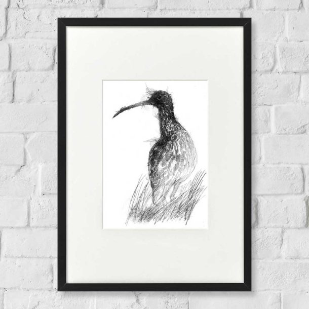 Original curlew sketch | SeanBriggs