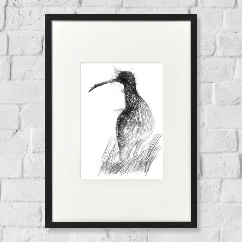 Original curlew sketch | SeanBriggs