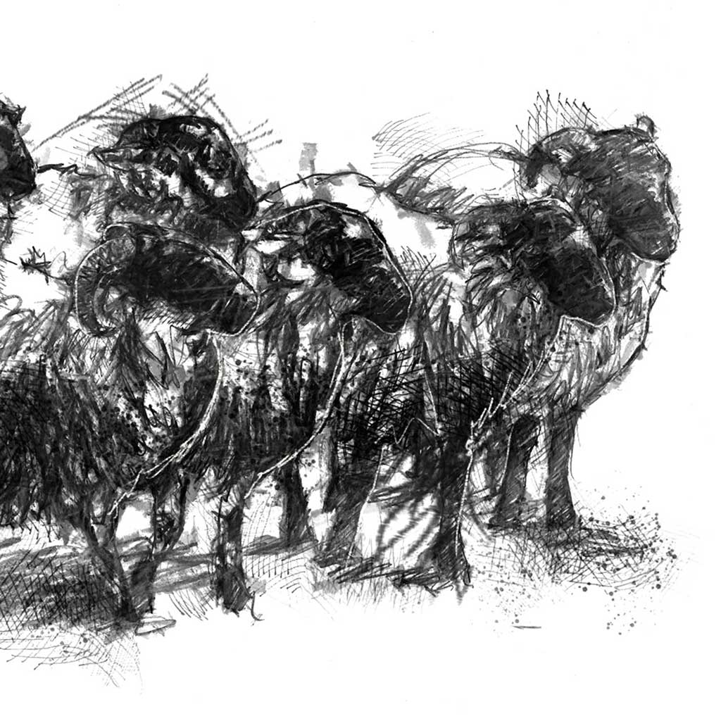 Original Sheep flock sketch | SeanBriggs