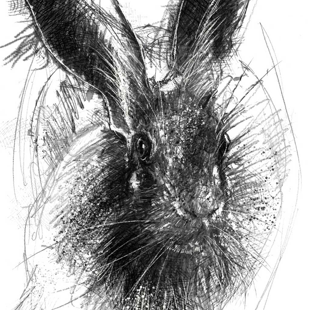 Original Brown hare sketch | SeanBriggs