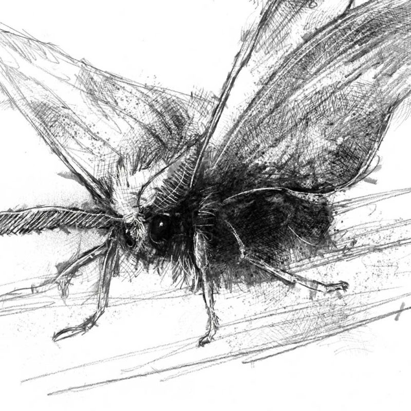 Original Moth sketch | SeanBriggs