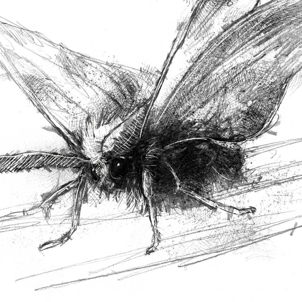 Original Moth sketch | SeanBriggs