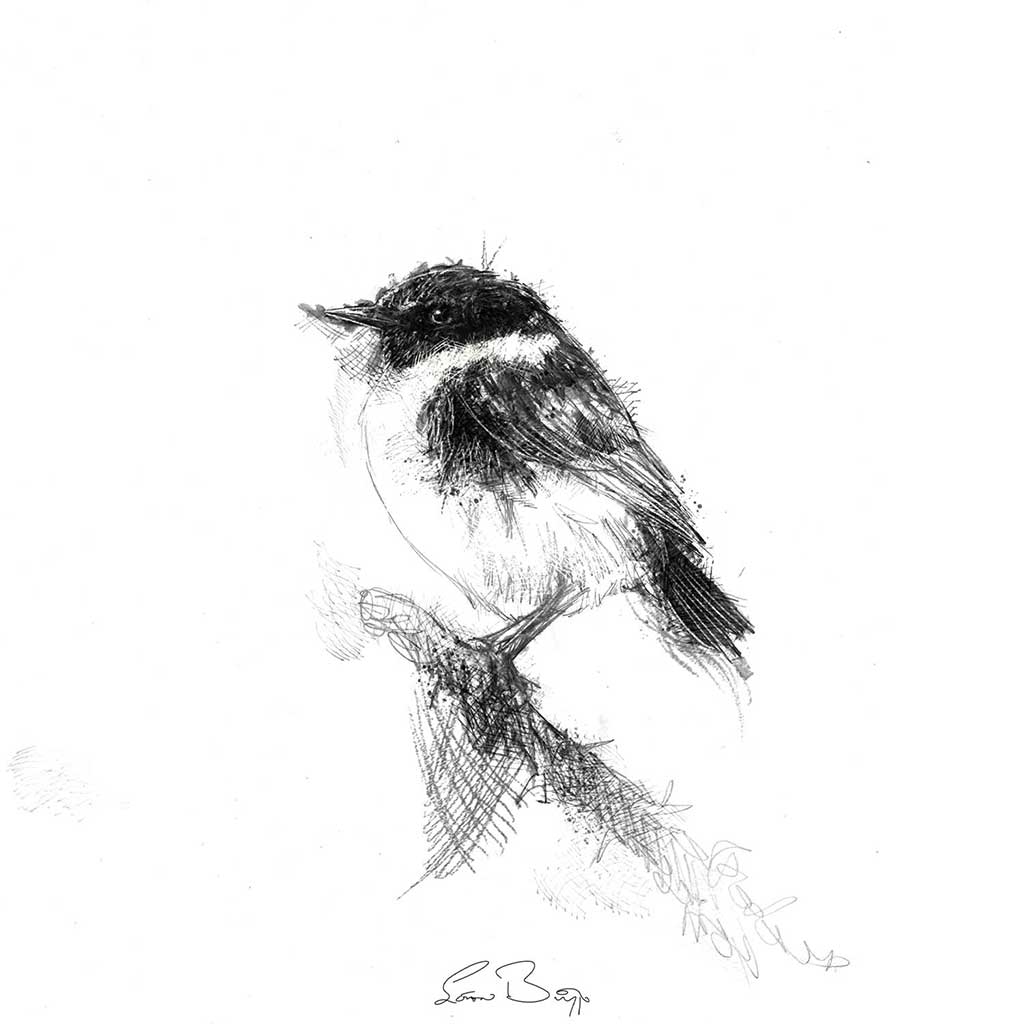 Original Stonechat bird sketch | SeanBriggs