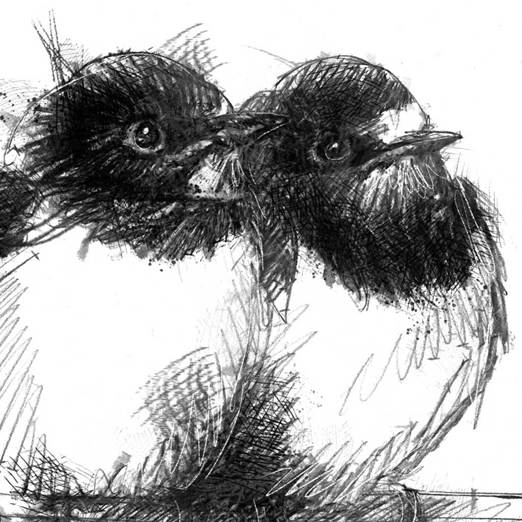 Original Swallows sketch | SeanBriggs