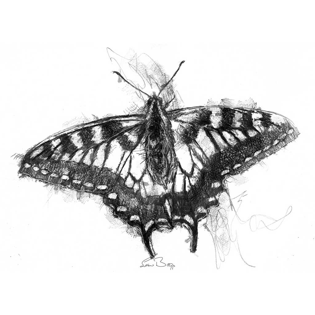 Original swallowtail butterfly sketch | SeanBriggs