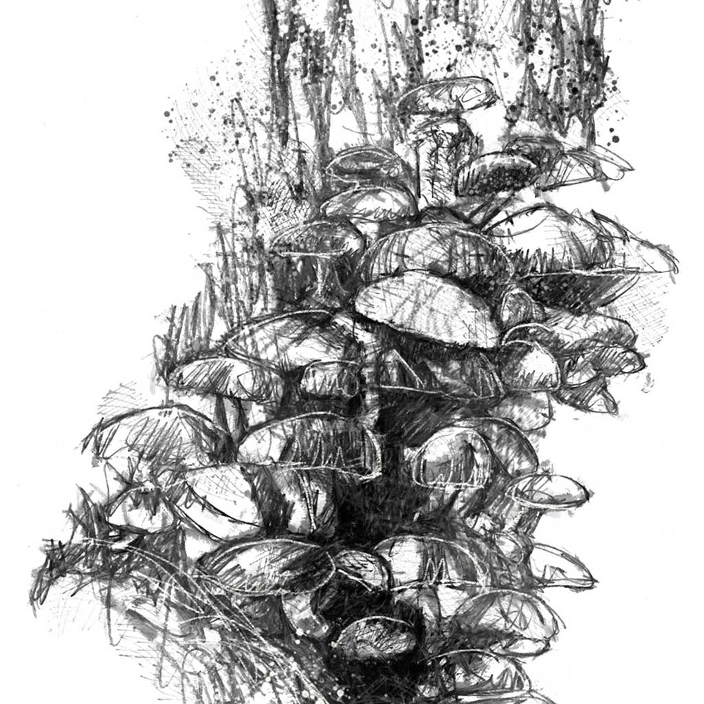 Original Fungi clump sketch | SeanBriggs