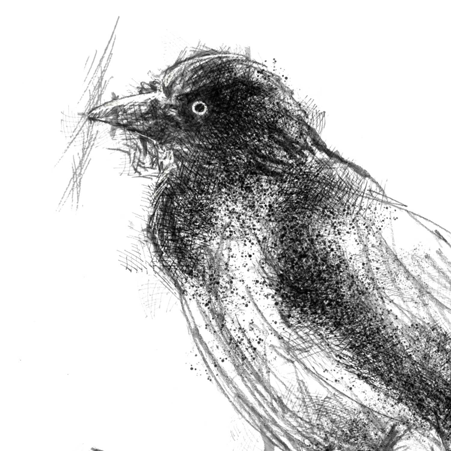 Original Jackdaw sketch | SeanBriggs