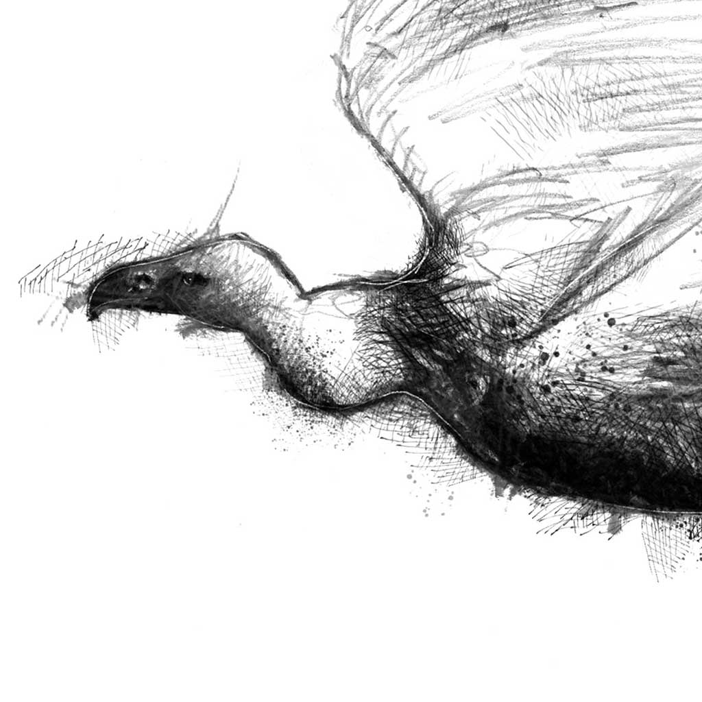 Original vulture sketch | SeanBriggs
