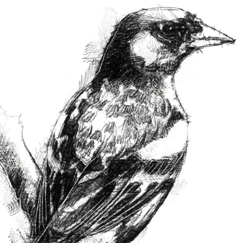 Original Finch sketch | SeanBriggs