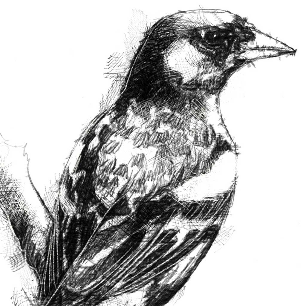 Original Finch sketch | SeanBriggs