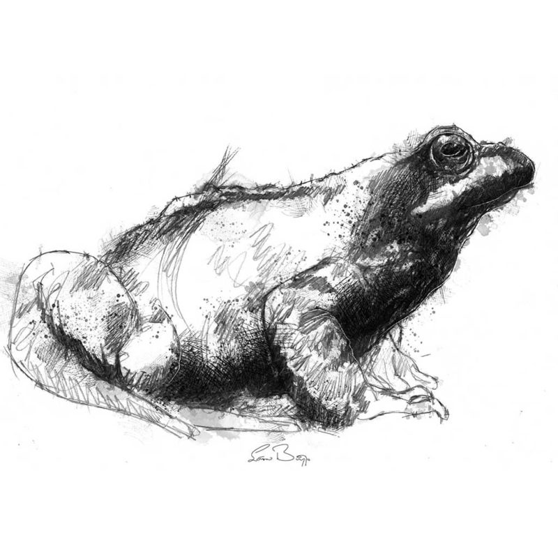 Original Frog sketch | SeanBriggs
