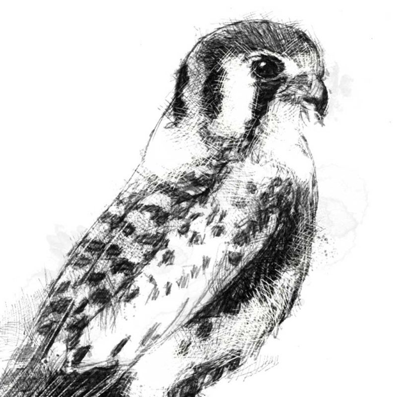 Original Kestrel sketch | SeanBriggs