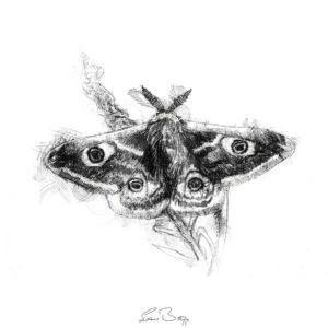Original Emperor moth sketch | SeanBriggs