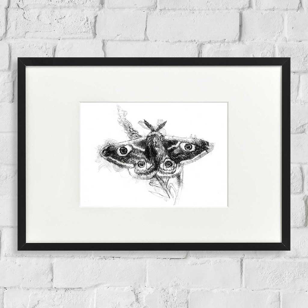 Original Emperor moth sketch | SeanBriggs