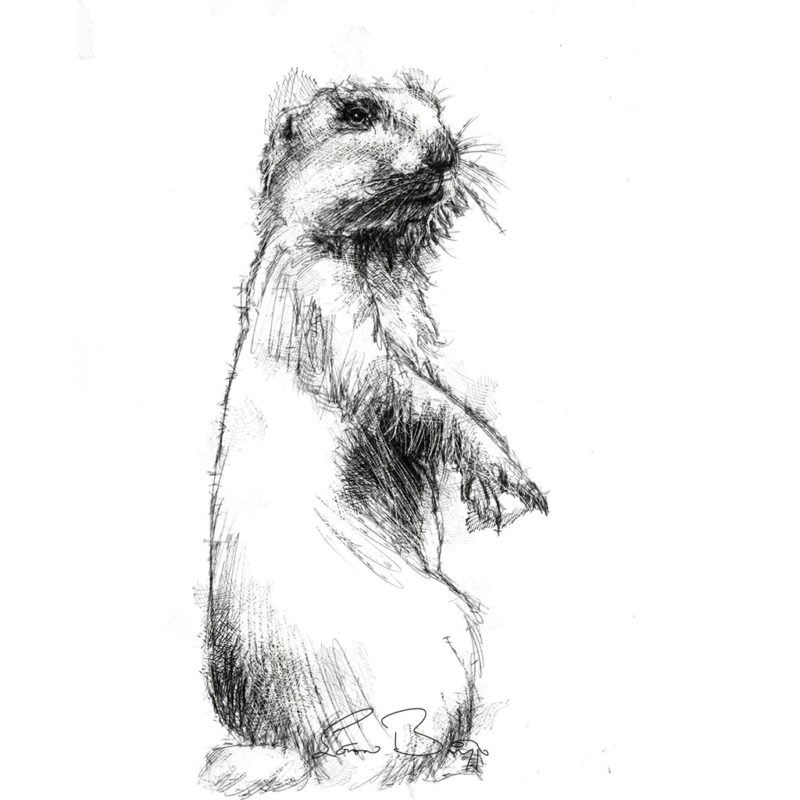 Original Prairie dog sketch | SeanBriggs