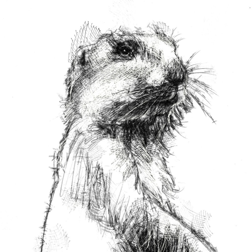 Original Prairie dog sketch | SeanBriggs