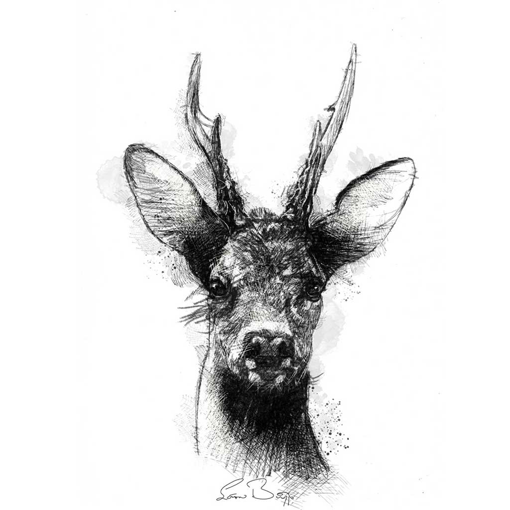 Original Roe deer stag sketch | SeanBriggs