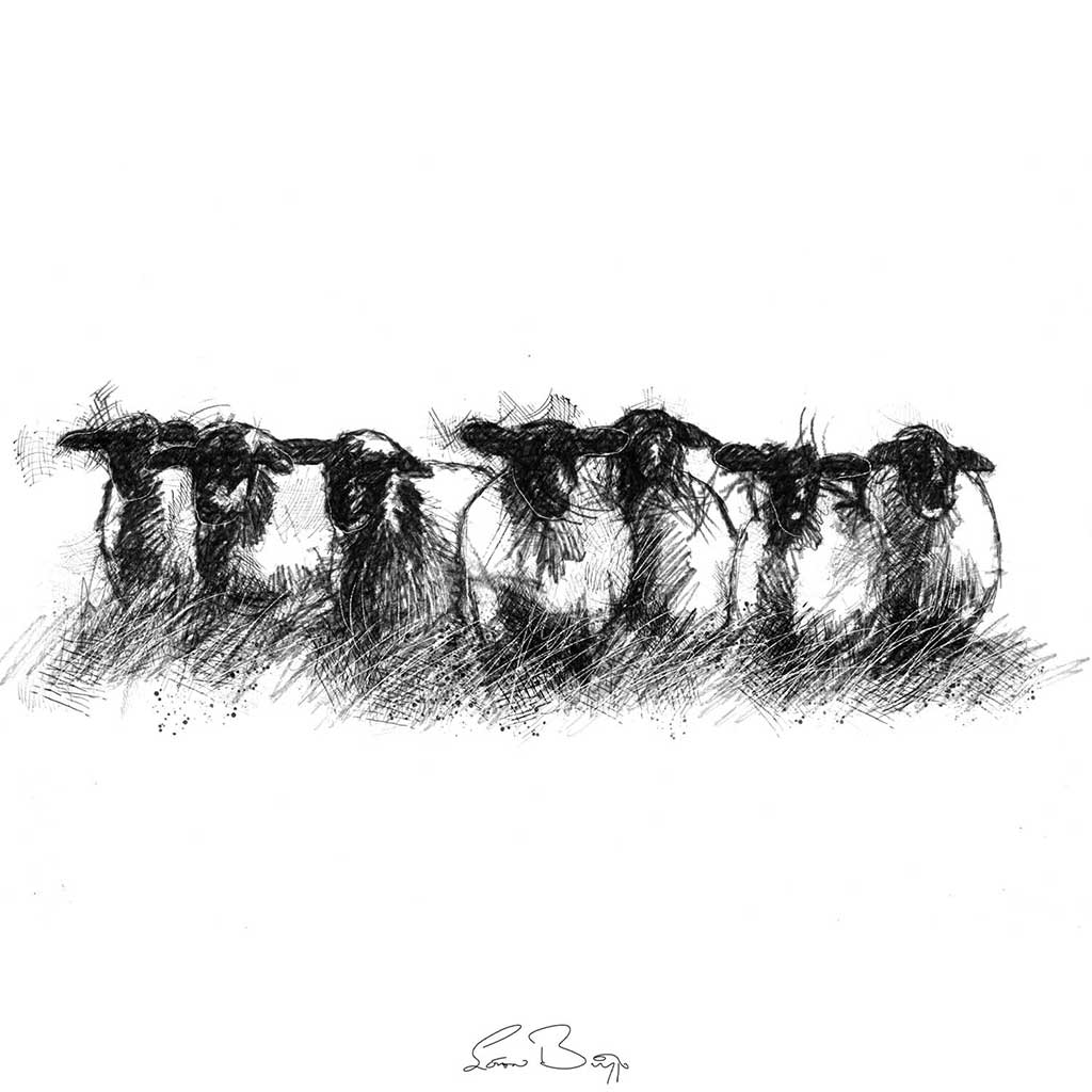 Original black face sheep sketch | SeanBriggs