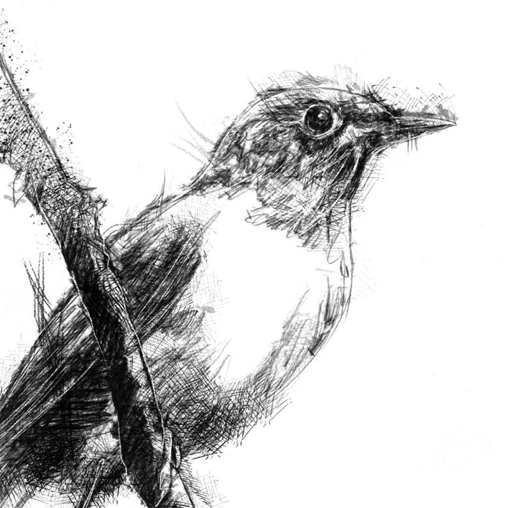 Original Song thrush sketch | SeanBriggs