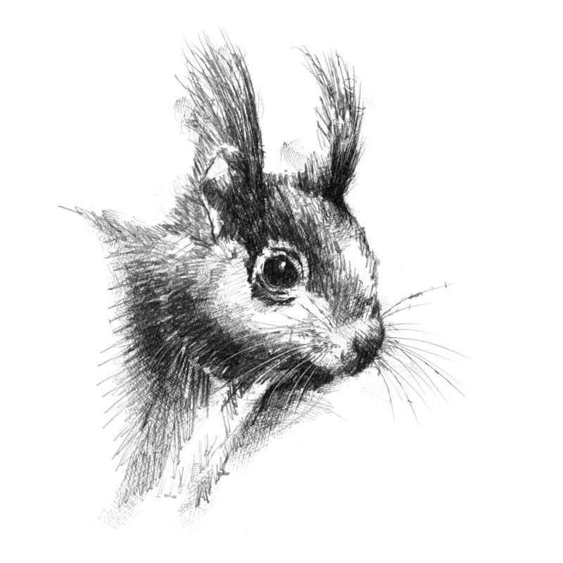 Original Red squirrel sketch | SeanBriggs