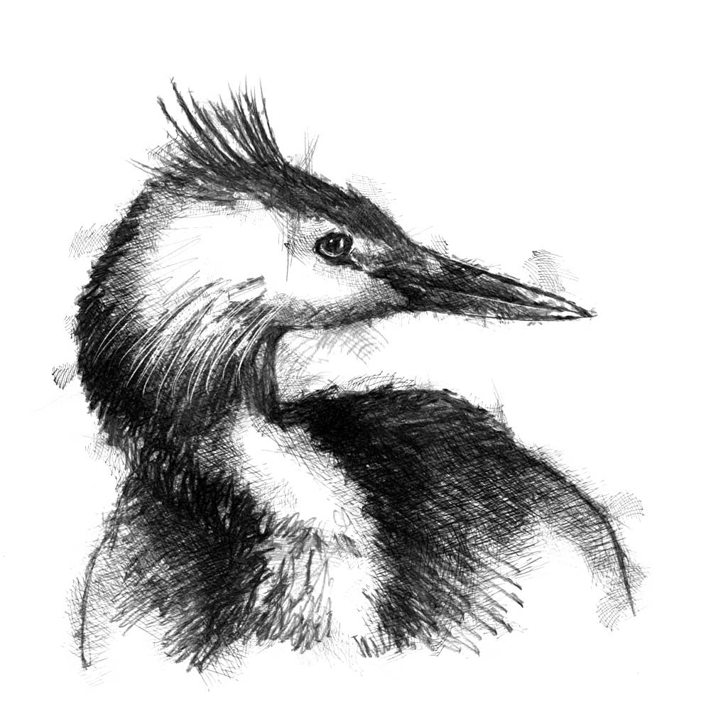 Original Grebe sketch | SeanBriggs