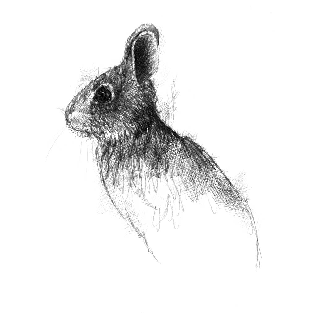 Original Bunny rabbit sketch | SeanBriggs