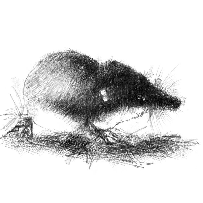 Original Shrew sketch | SeanBriggs