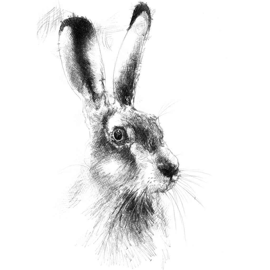 Original Hare head sketch | SeanBriggs