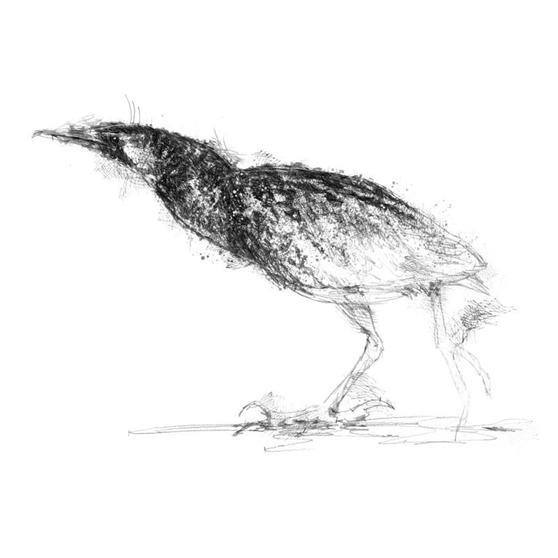 Original Bittern sketch | SeanBriggs