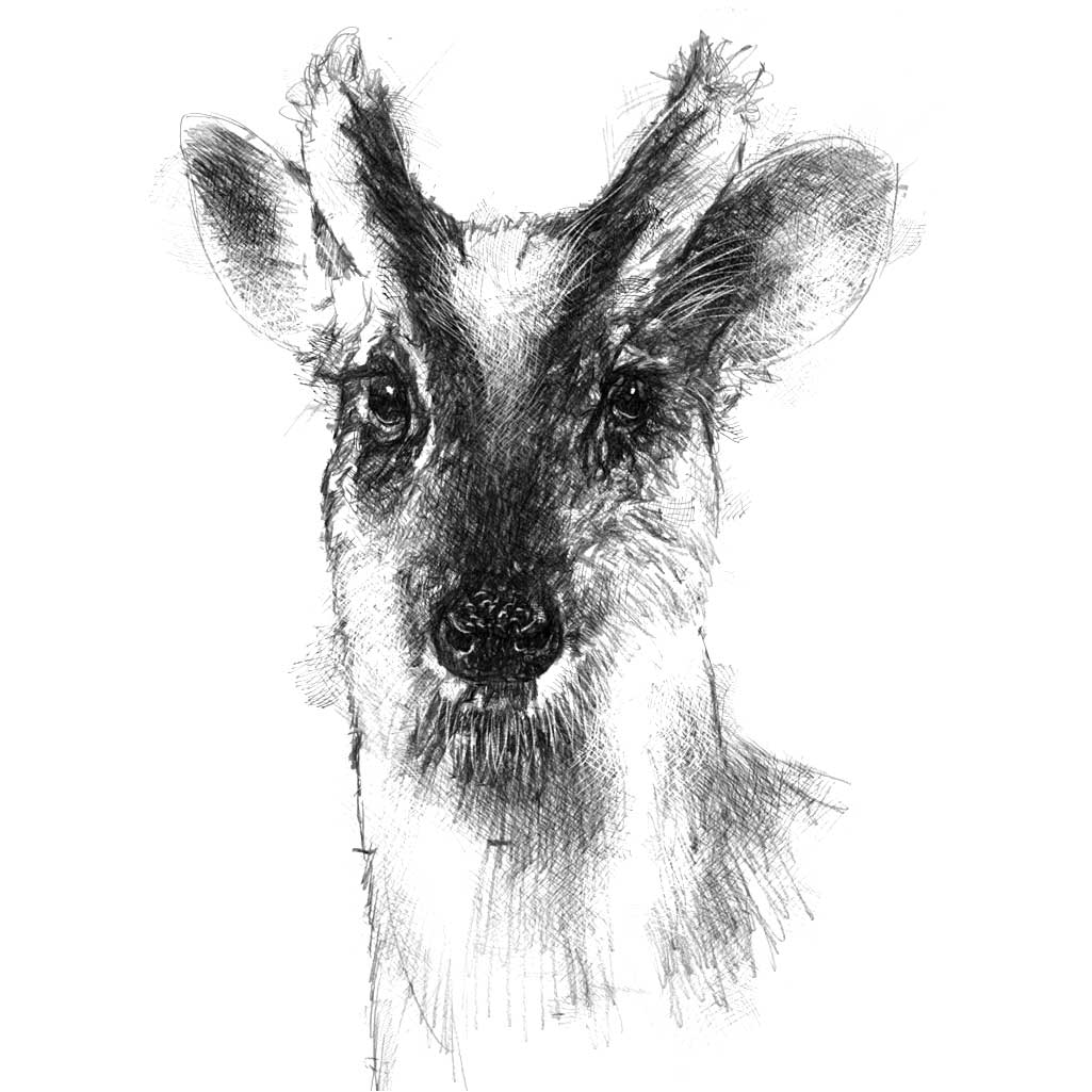 Original Muntjac sketch | SeanBriggs