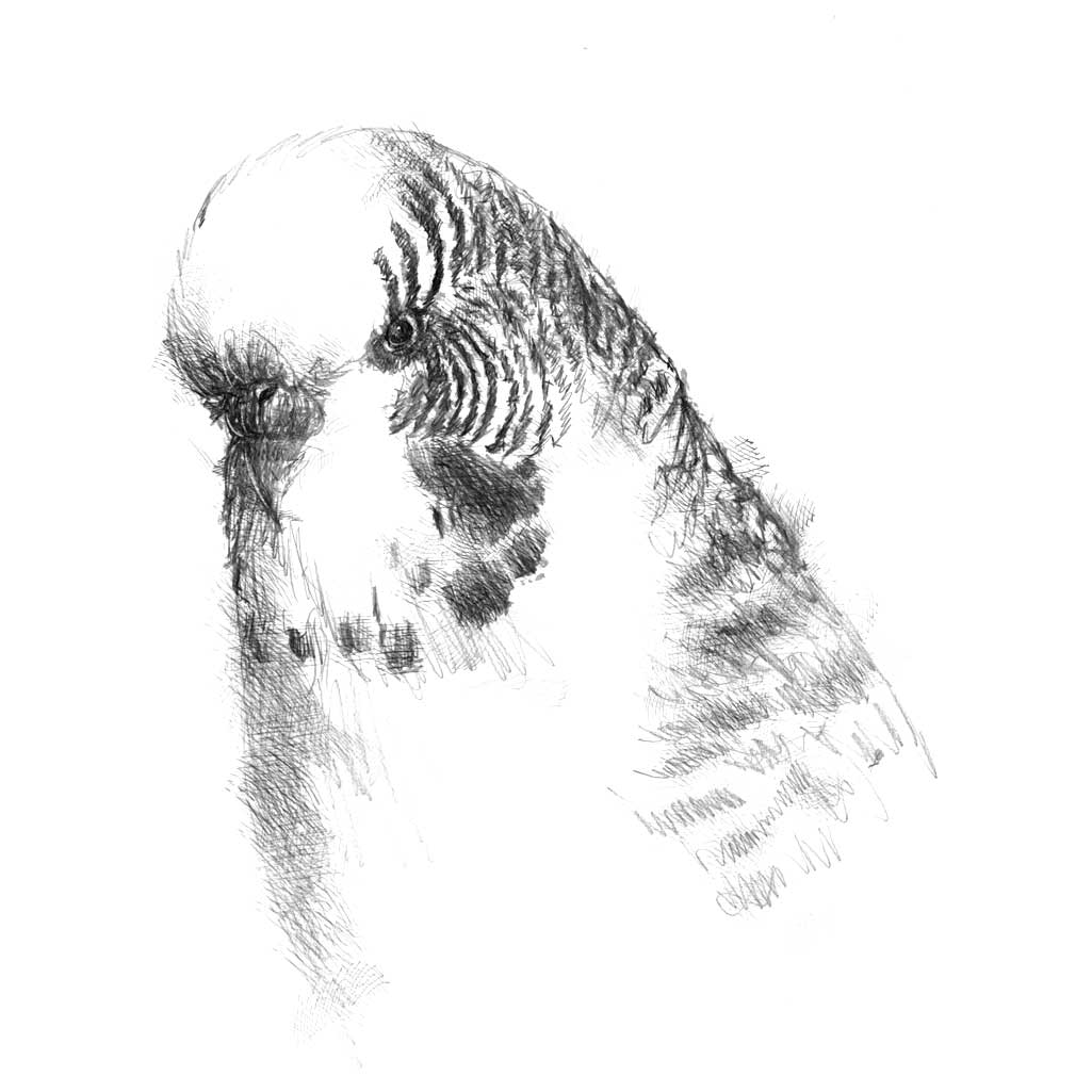 Original Budgerigar sketch | SeanBriggs