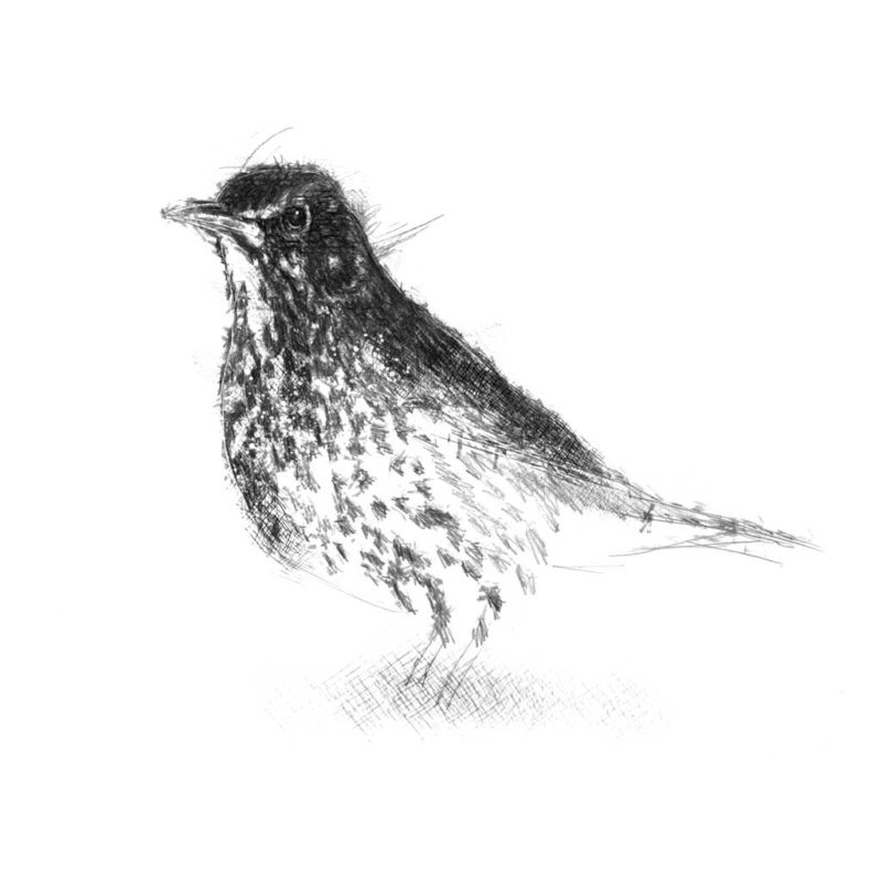 Original Thrush sketch | SeanBriggs