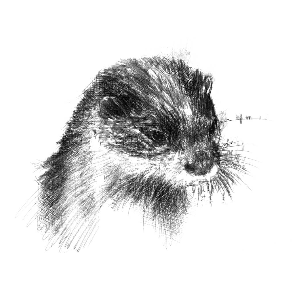 Original Otter sketch | SeanBriggs