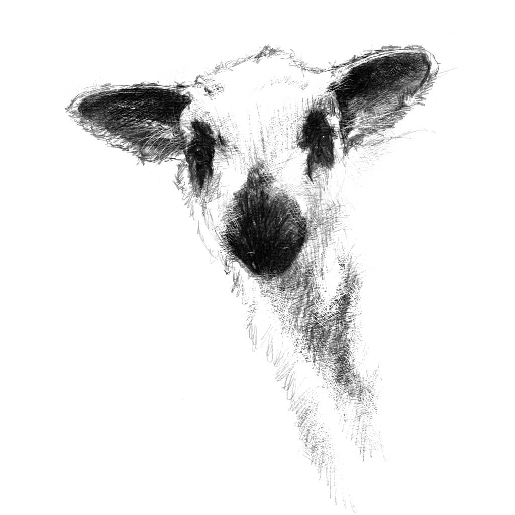Original Lamb sketch | SeanBriggs