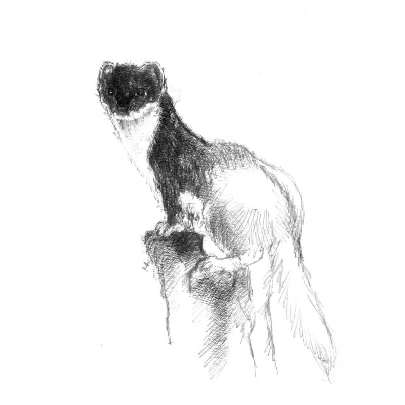 Original Stoat sketch | SeanBriggs