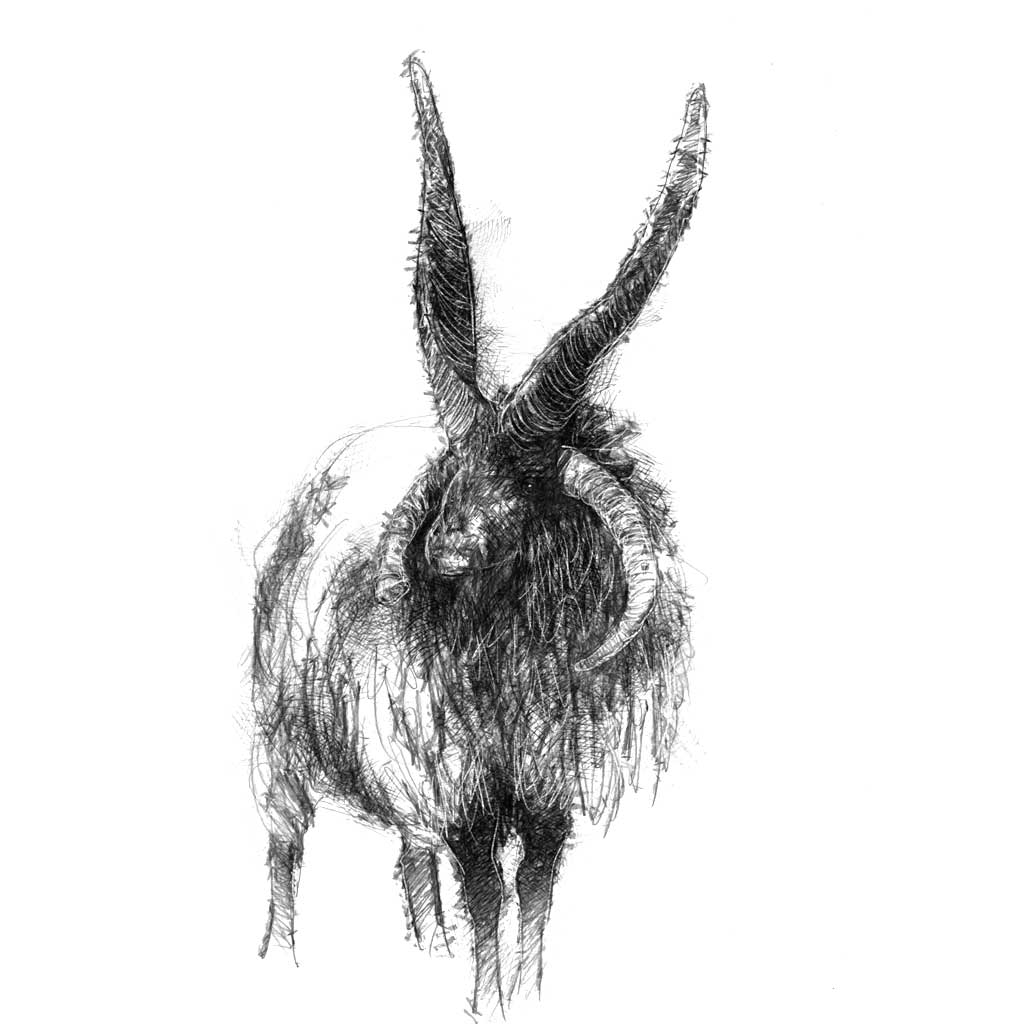 Original Jacob sheep sketch | SeanBriggs